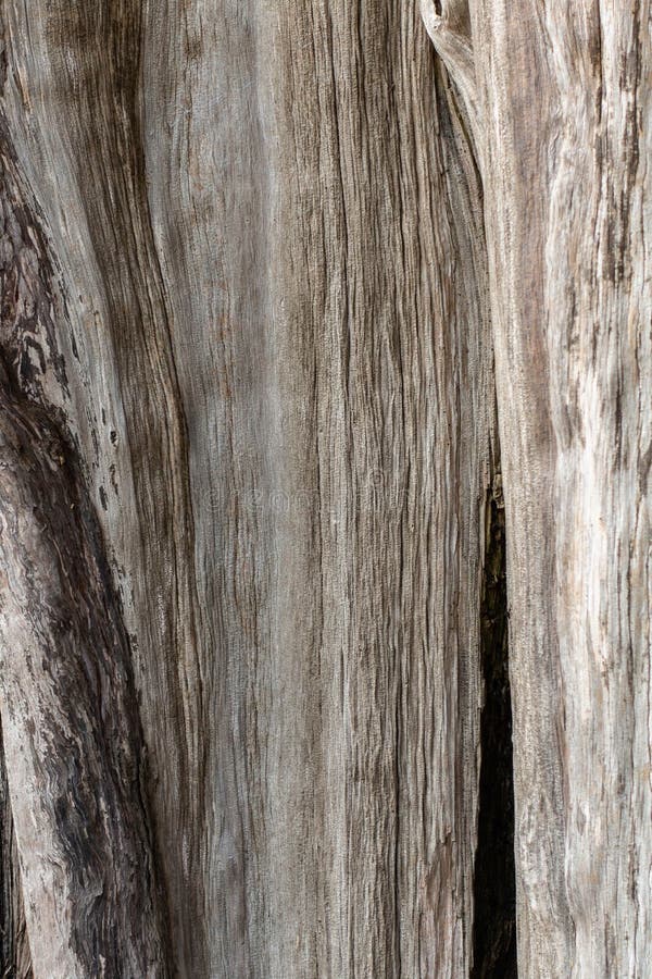 Wood Texture of Rotten Tree Trunk, Close-up, Texture, Background Stock ...