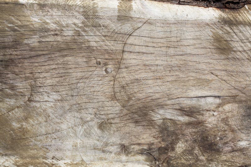 Texture of Samanea Saman Tree Stock Image - Image of backdrop, bark ...