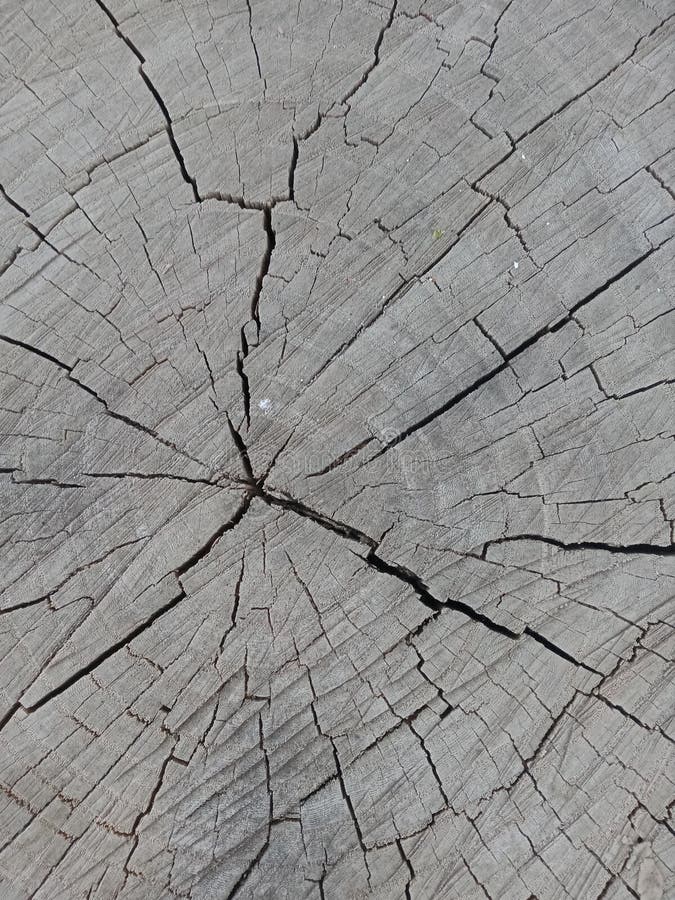 Wood texture in section stock photo. Image of plant - 198293552