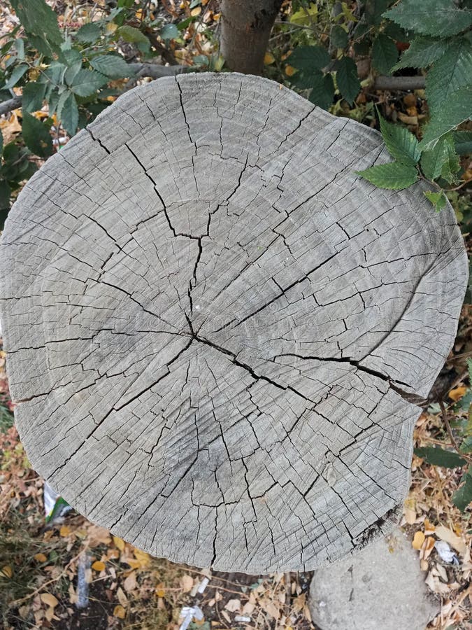 Wood texture in section stock photo. Image of plant - 198293552