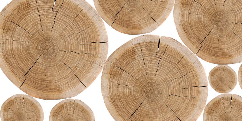 Wood Texture. a Section of a Tree Trunk. Oak Background. Stock ...