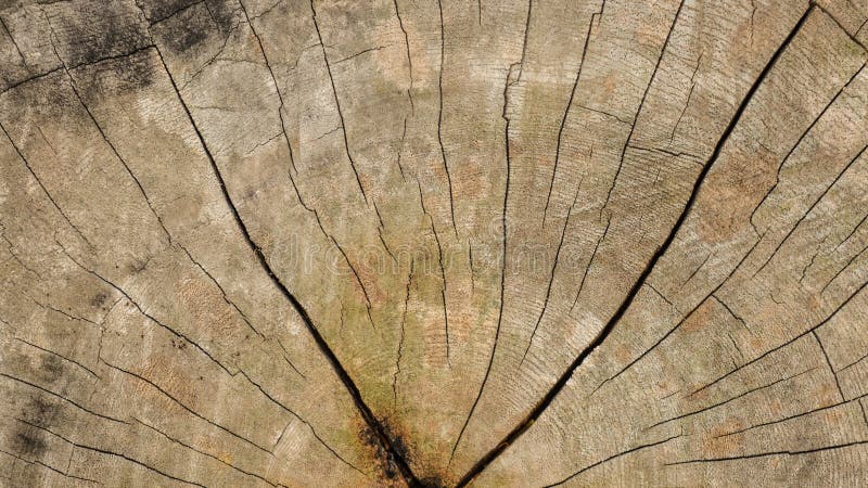 Wood texture stock photo. Image of plant, grain, pattern - 58252998