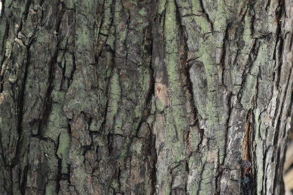 Slobin Tree Stock Photos - Free & Royalty-Free Stock Photos from Dreamstime