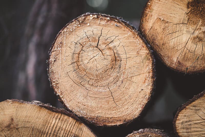 Wood Texture Structure Forest Nature Bokeh Stock Photo - Image of ...