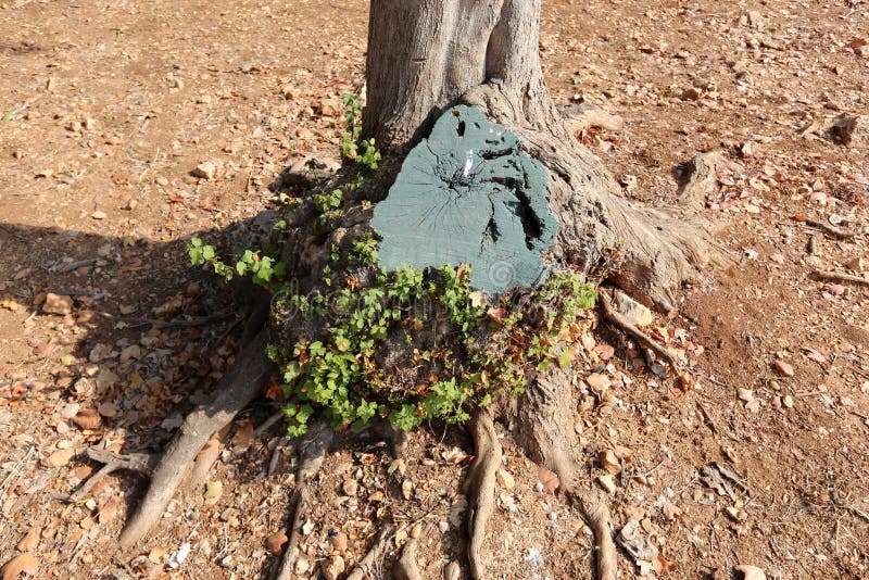 Wood texture and structure stock image. Image of summer - 129301817