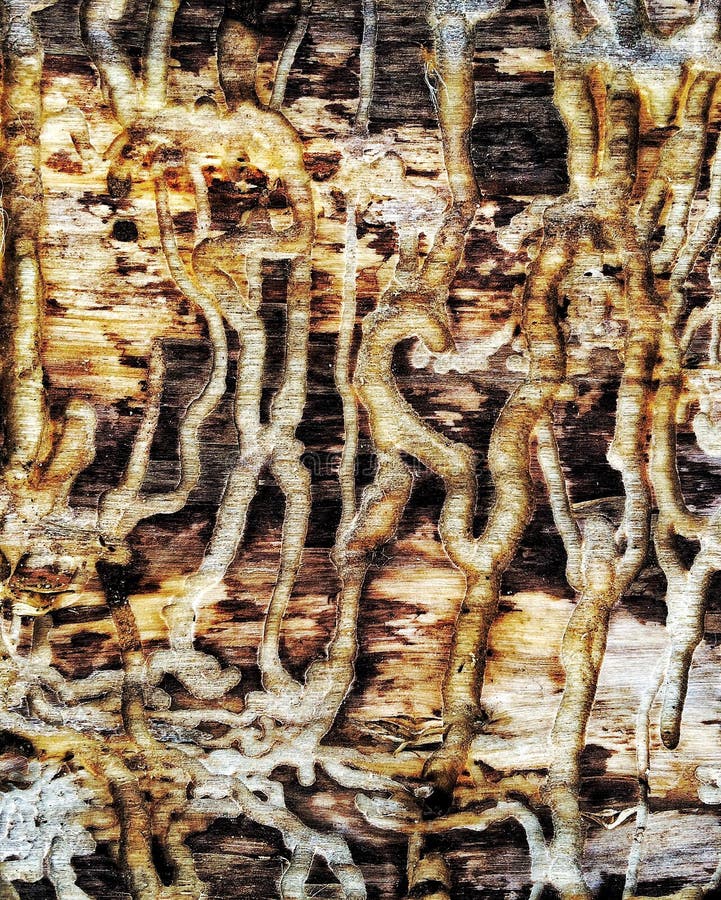 Wood texture teredo stock photo. Image of grain, bark - 75753344