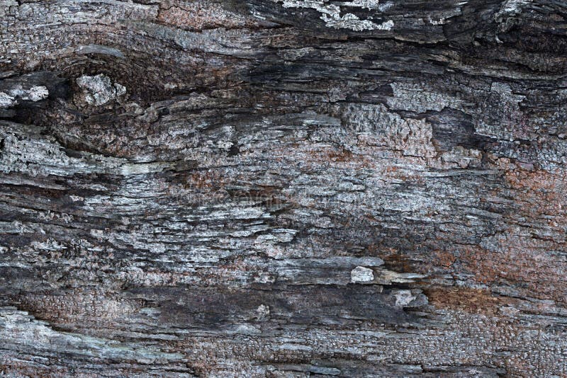 Wood texture sharp stock photo. Image of color, decorative - 244304494