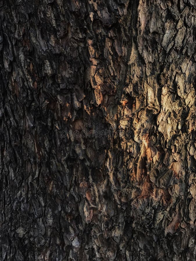 Sakura Bark Texture Stock Photos - Free & Royalty-Free Stock Photos ...
