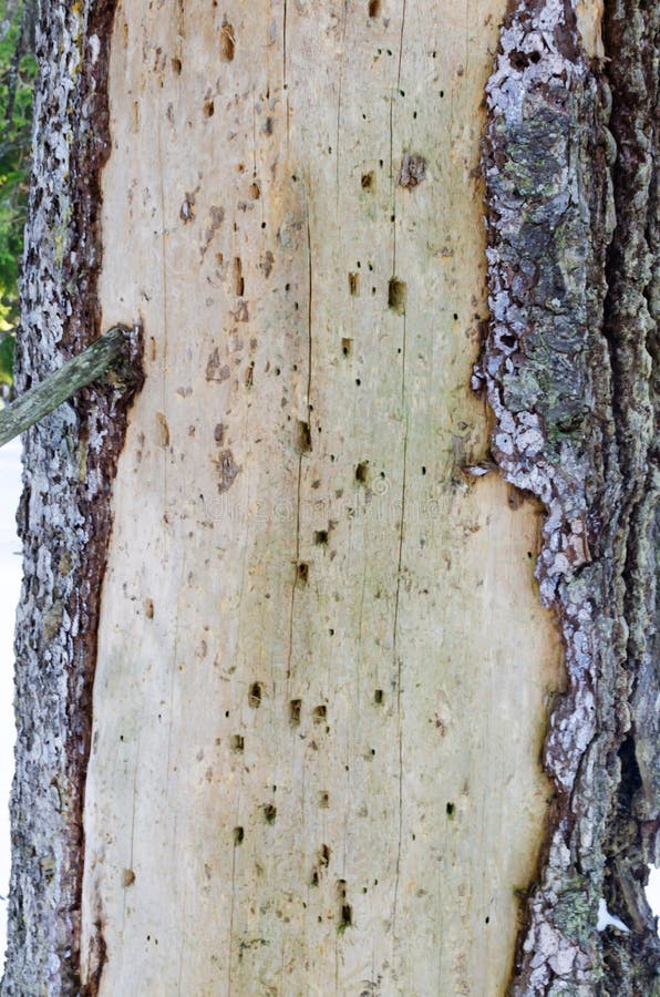 Wood Texture, Tree without Bark. Stock Image - Image of peel, dark ...