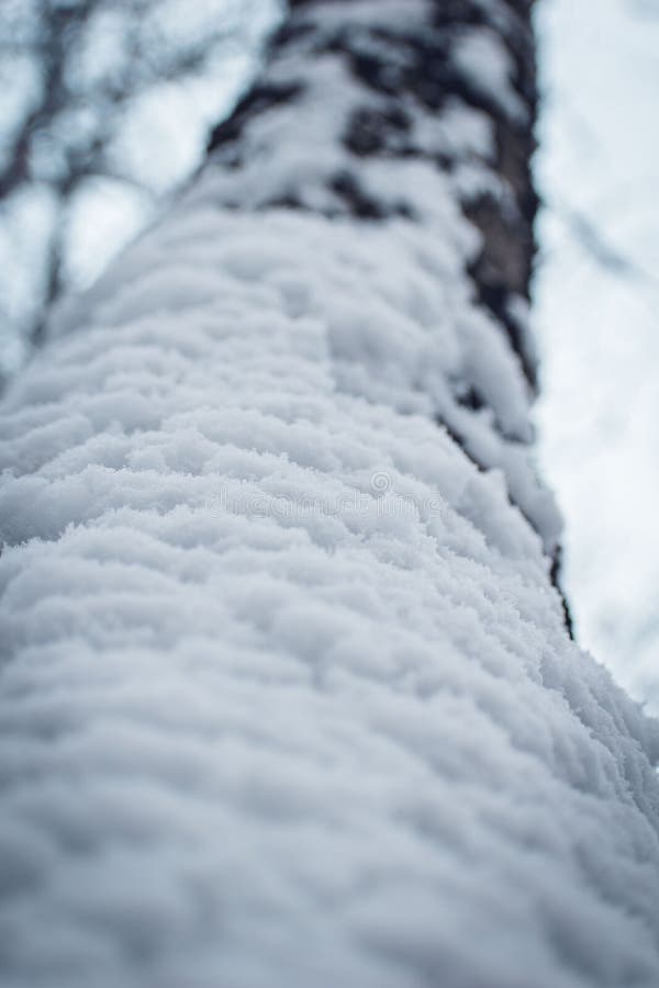 Wood Texture. Tree Bark Sprinkled with Snow Stock Image - Image of ...