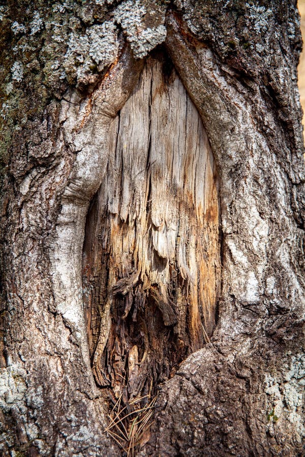 Wood Texture Tree Bark Texture Stock Photo - Image of wood, branches ...