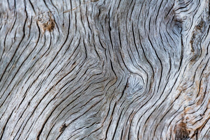 Wood texture stock image. Image of beach, bleached, ocean - 267160257