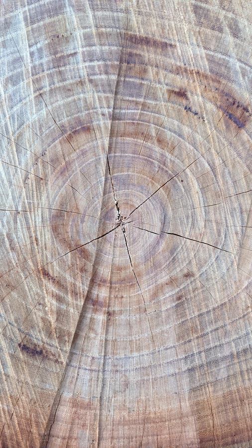 Wood Texture from a Tree in the Forest Stock Image - Image of design ...