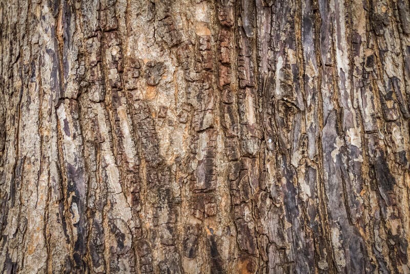 Wood texture of tree stock image. Image of park, texture - 57736303