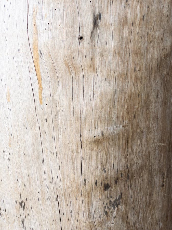 Wood Texture - Tree - Wood Plank Stock Photo - Image of wood, plank ...