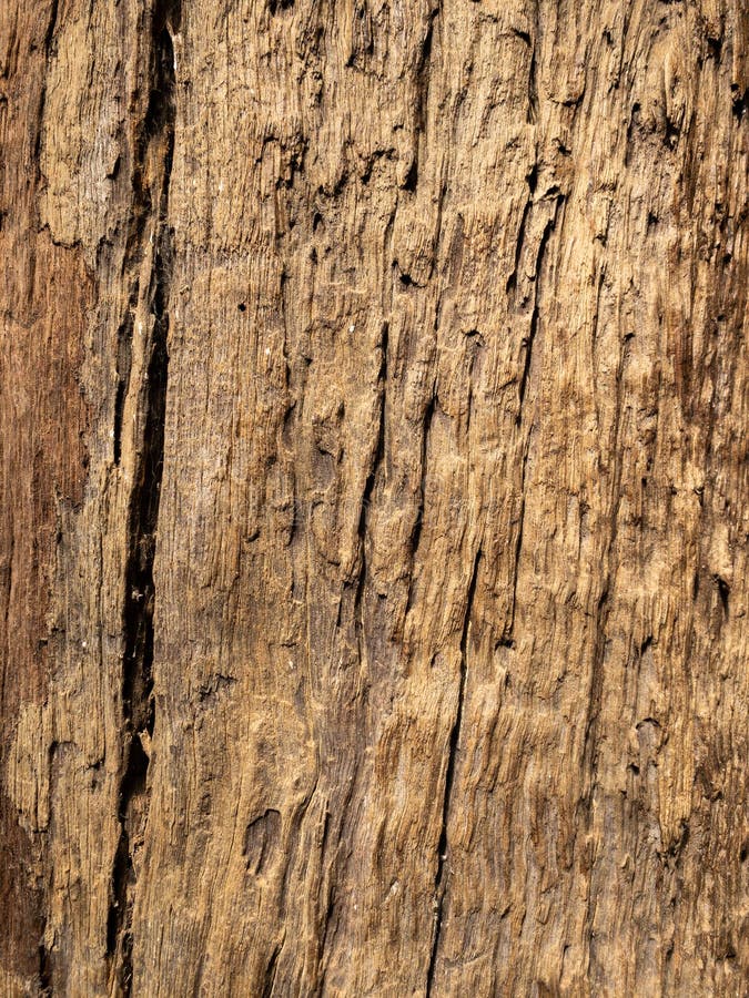 Wood Texture - Tree - Wood Plank Stock Image - Image of wood, nature ...