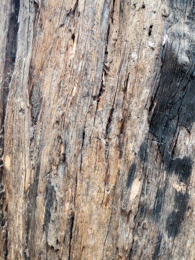 Wood Texture - Tree - Wood Plank Stock Image - Image of walnut ...