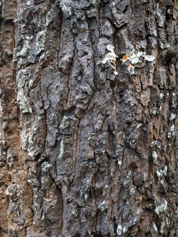 Wood Texture - Tree - Wood Plank Stock Image - Image of wood, nature ...