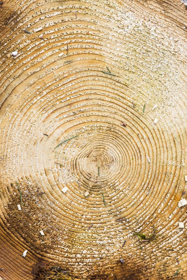 Wood Texture with Tree Rings Stock Image - Image of life, structure ...