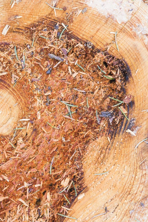 Wood Texture with Tree Rings Stock Image - Image of rough, growth ...