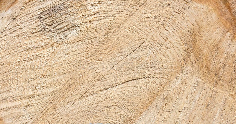 Wood texture of tree stump stock image. Image of stump - 175852029