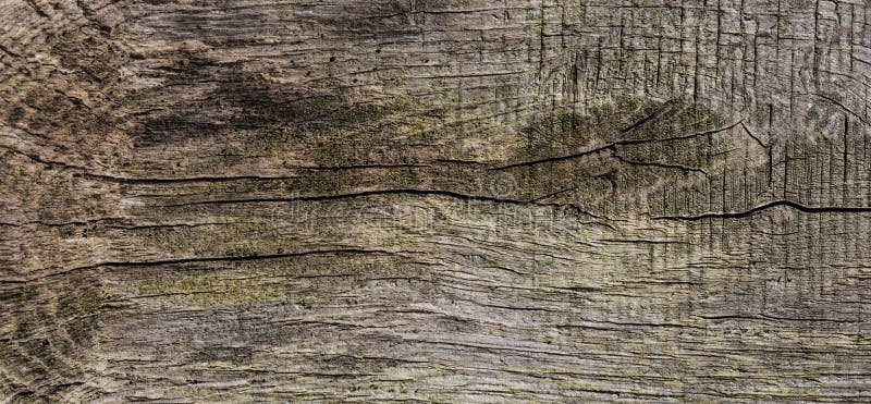 Wood texture of tree stump stock image. Image of close - 175852223