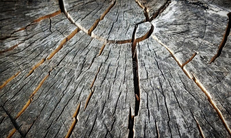 Wood Texture of a Tree Trunk Stock Photo - Image of wood, texture ...