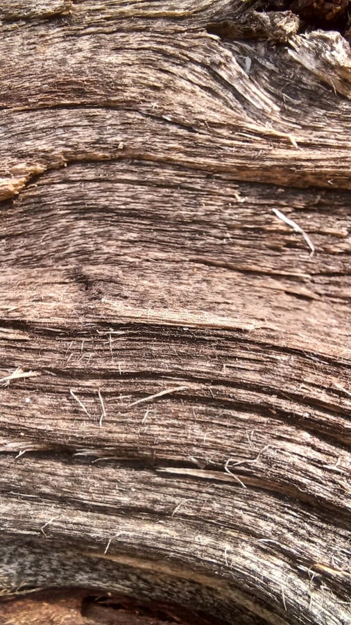 Wood Texture, Tree Trunk Macro. Background Lines Stock Photo - Image of ...