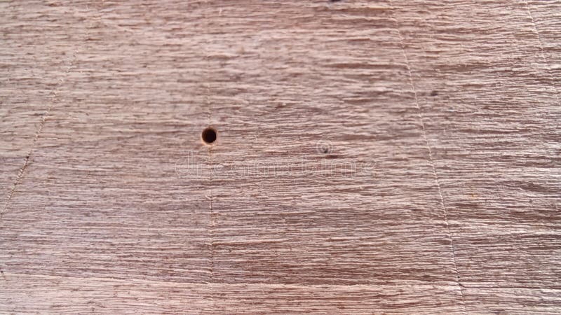 Wood Texture, Tree Trunk Macro. Background Lines Stock Image - Image of ...