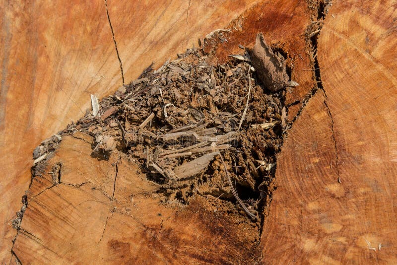 Wood Texture (trees from Forest) Stock Photo - Image of organism ...