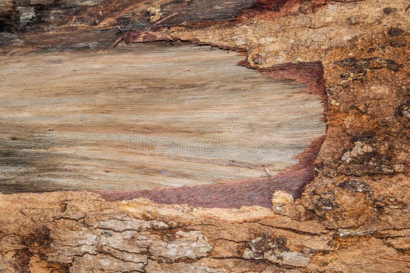Wood Texture (trees from Forest) Stock Image - Image of texture ...