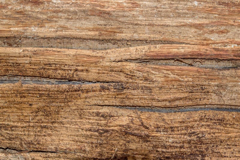 Wood Texture (trees from Forest) Stock Photo - Image of outcrop ...