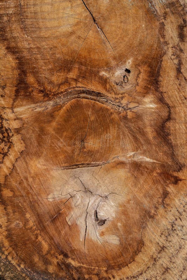 Wood Texture (trees from Forest) Stock Photo - Image of trunk, cracked ...