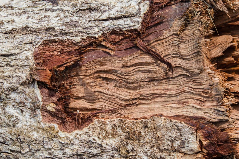 Wood Texture (trees from Forest) Stock Photo - Image of cracked, tree ...