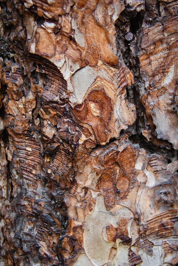 Unprocessed Wood Plank Texture Stock Photos - Free & Royalty-Free Stock ...