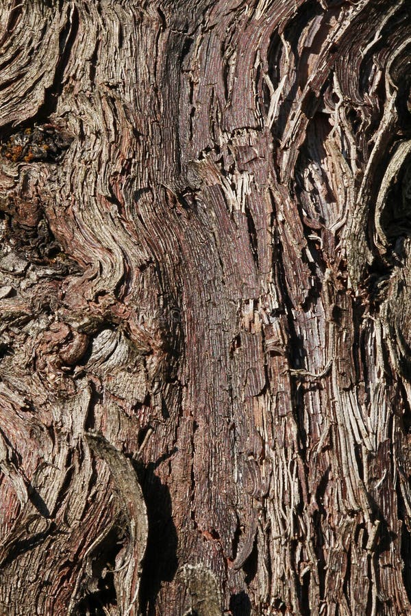 Wood Texture of a Vine Stock Stock Image - Image of wood, vineyard ...