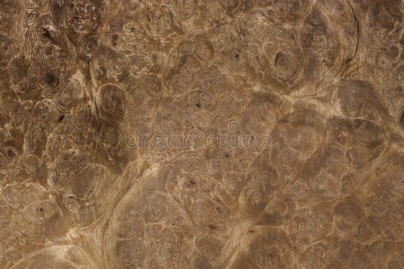 Wood texture-walnut root stock photo. Image of polished - 17077948