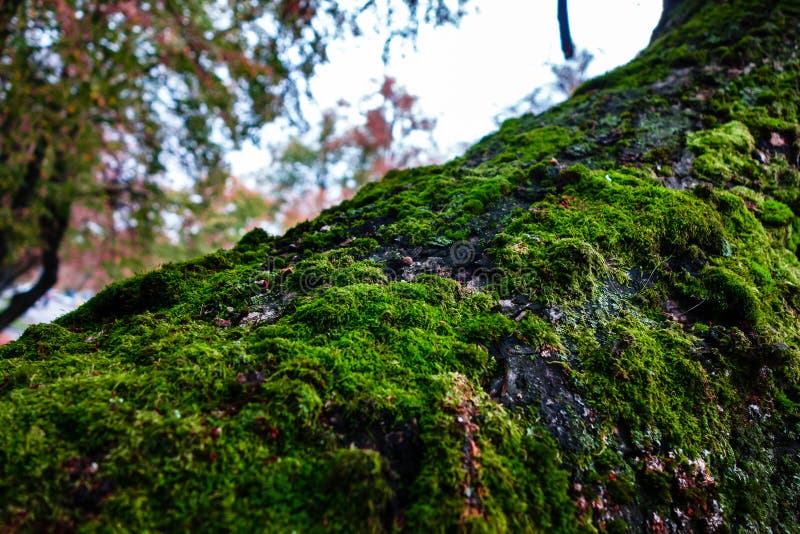 Wood Texture with Wet Moss on it Stock Image - Image of landscape, rain ...