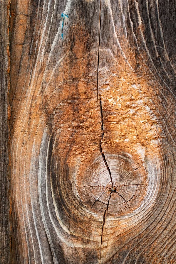 Wood Texture Withnatural Pattern. Vertical Crop. Close-up Stock Photo ...