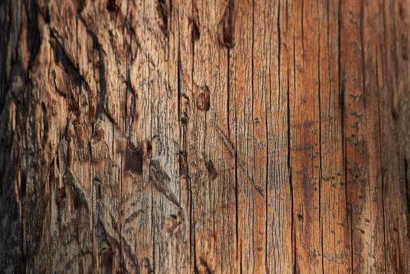 Wood texture stock photo. Image of macro, woon, lamp - 130002492