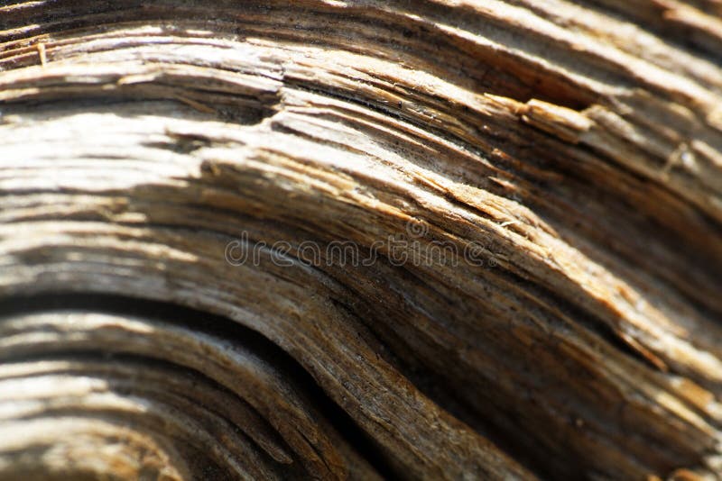 Wood Texture, Wooden Grain Macro Background Stock Image - Image of ...