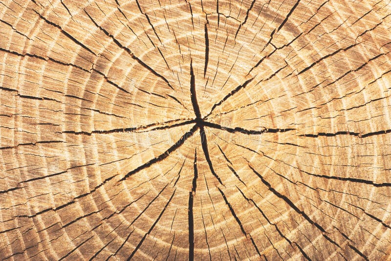 Wood Textured Background Rings Stock Image - Image of logs, rough: 20507189