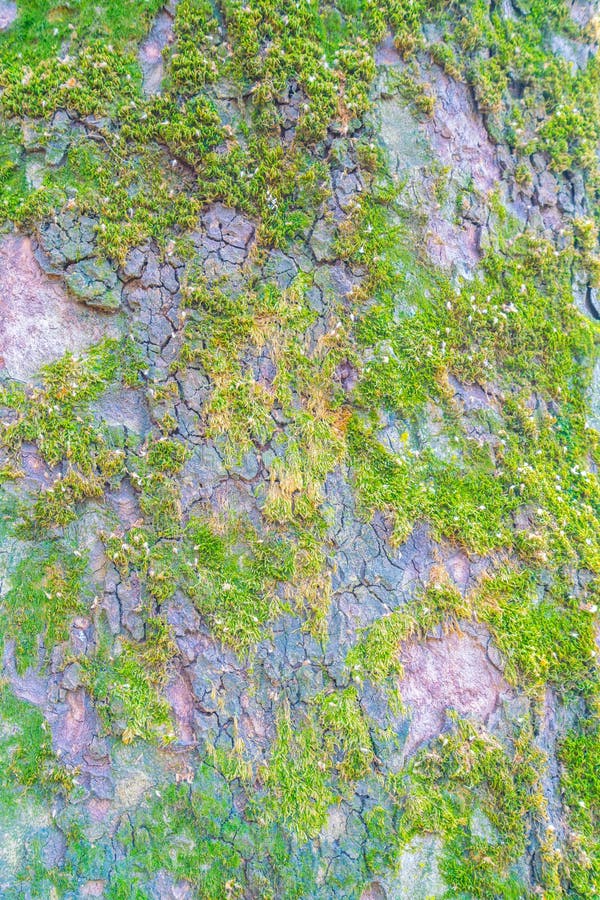 Wood Textured with Green Moss Stock Photo - Image of wood, moss: 149816874