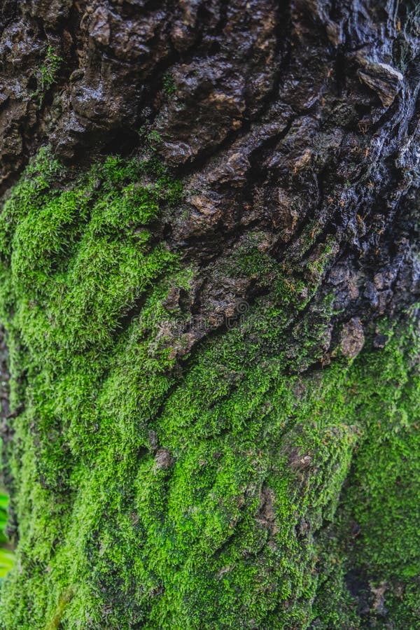 Wood Textured with Green Moss Stock Image - Image of brown, growth ...