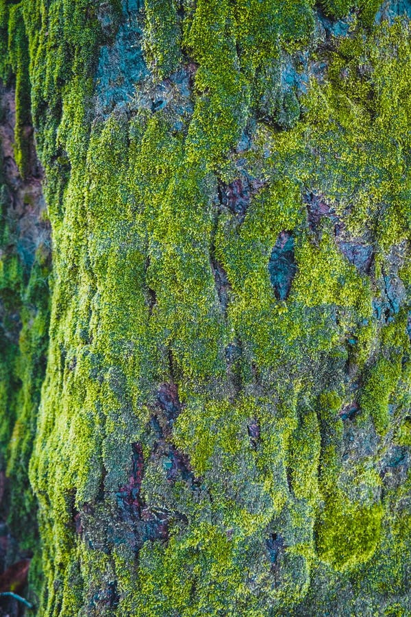 Wood Textured with Green Moss Stock Photo - Image of pattern, area ...