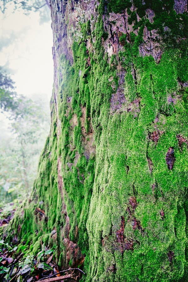 Wood Textured with Green Moss Stock Photo - Image of natural, rough ...