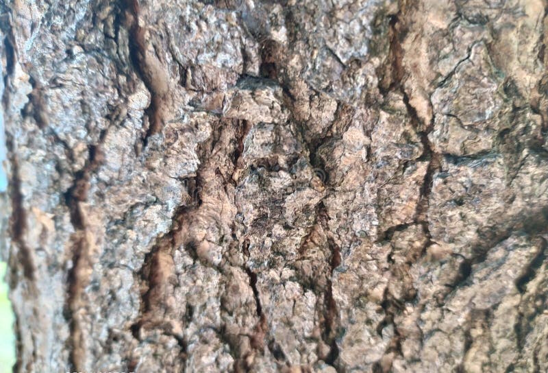 Wood Textures stock photo. Image of wood, good, textures - 161186914