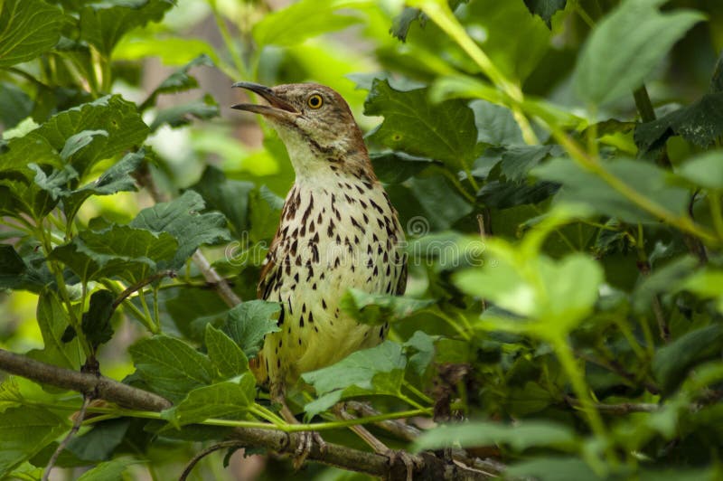Wood Thrush Calls Out from among Green Leaves. Stock Photo - Image of ...