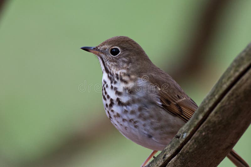 Wood Thrush stock image. Image of wildlife, nature, wood - 94458185