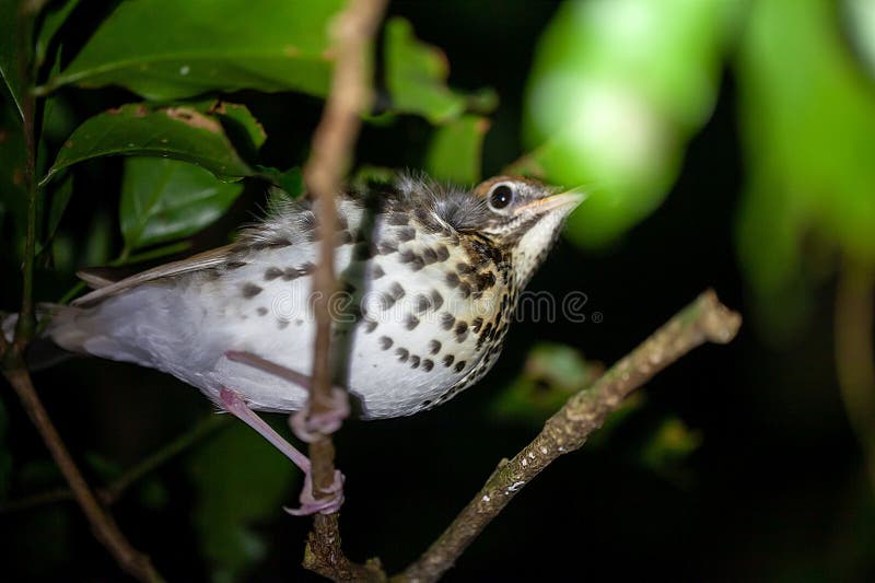 Wood Thrush, Hylocichla Mustelina, in a Tree Stock Photo - Image of ...